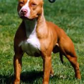 Αμέρικαν πίτμπουλ τεριέ | ρατσες σκυλων